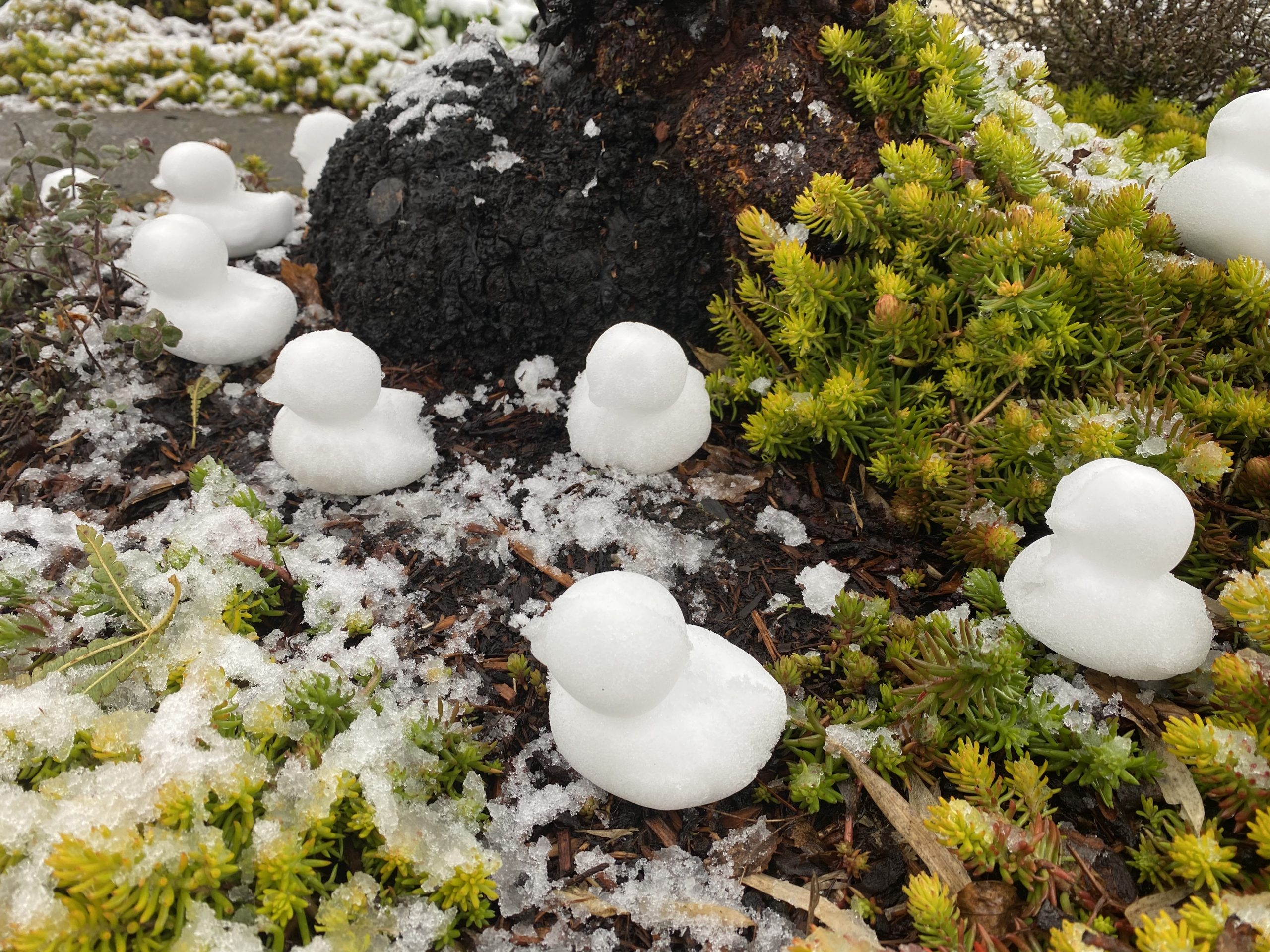 Snow Ducks – Brian's Blog